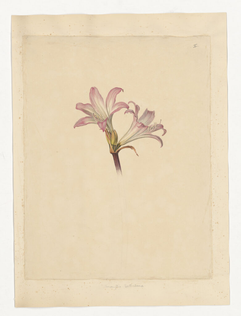 Elizabeth Gwillim’s Botanical Networks – Library Matters